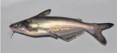 Pourquoi le poisson sans écailles est interdit (haram)